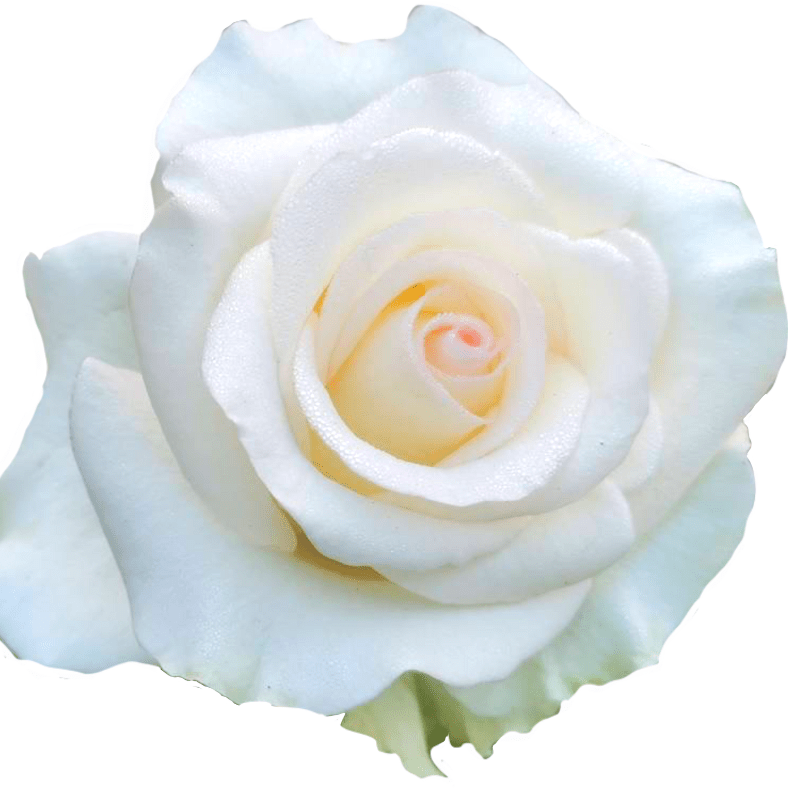 The Alice (Alse) Young Story: Significant Connections to the Rest of ...